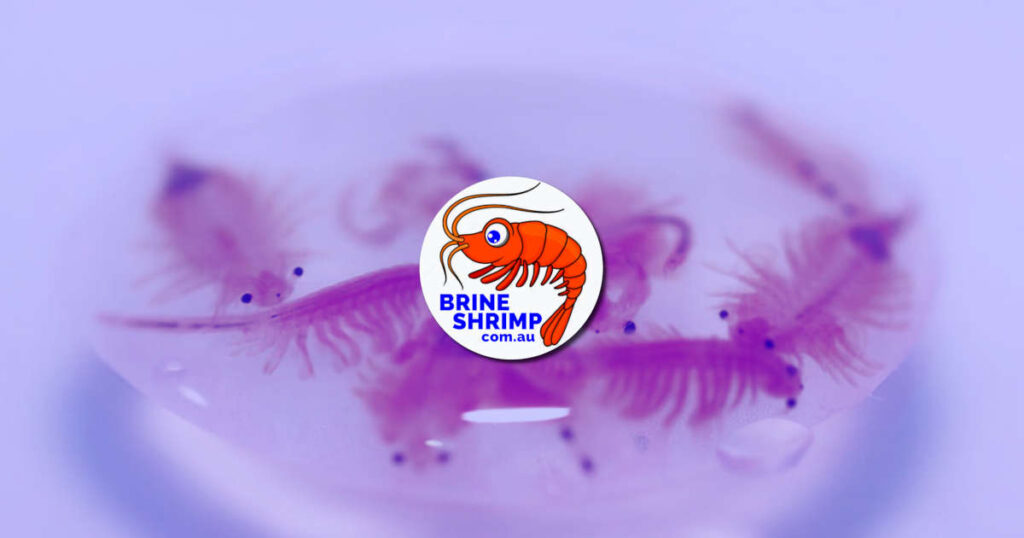 CLASSROOM SCIENCE EXPERIMENT 🦐 Hatching Artemia Cysts Free